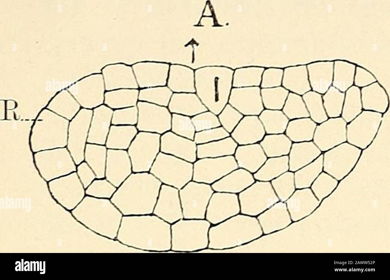 Development of the embryo axis hi-res stock photography and images - Alamy