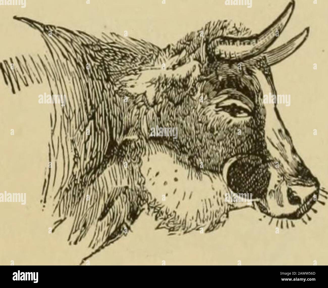 Live stock : a cyclopedia for the farmer and stock owner including the ...