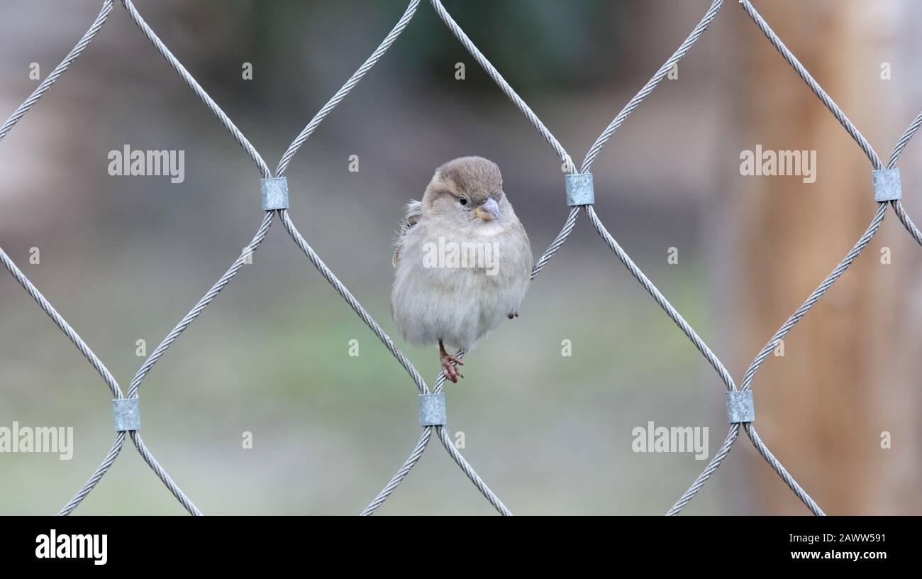 Sparrow on chain link fence, selective focus Stock Photo - Alamy