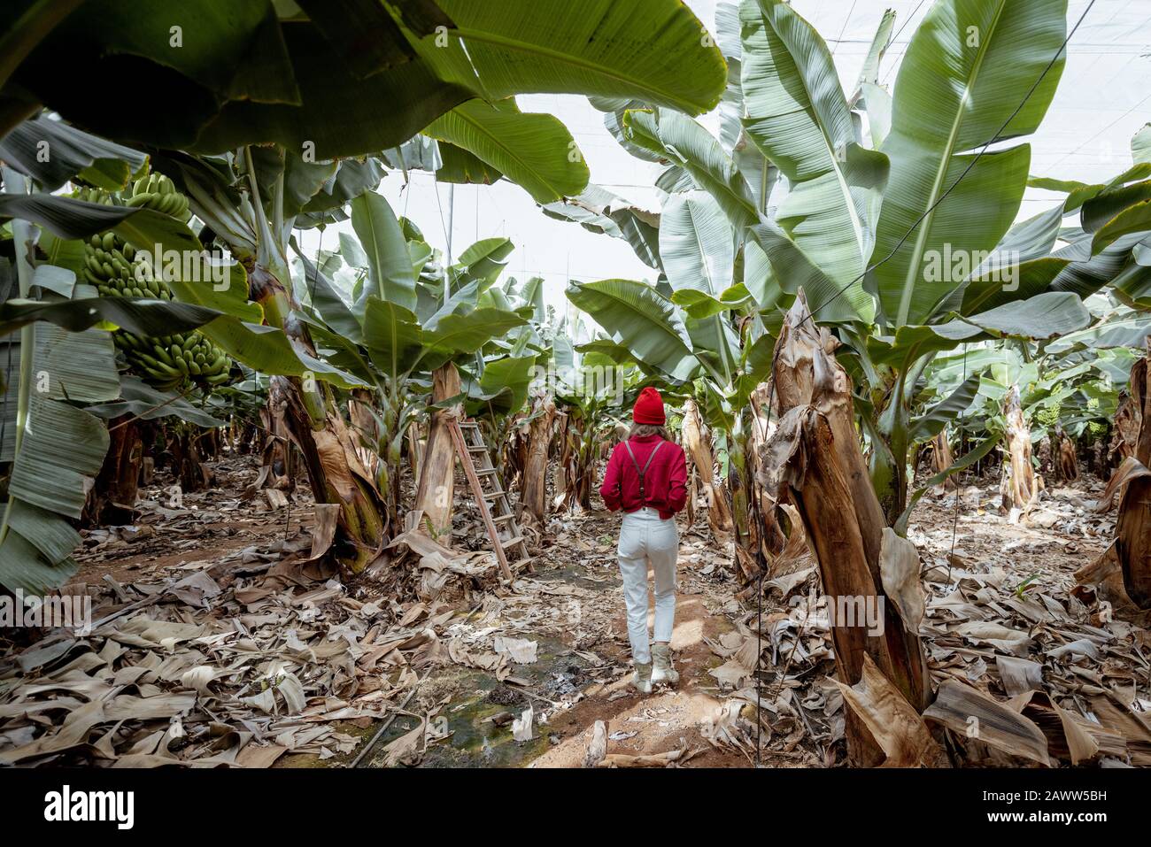 Woman as a tourist or farmer dressed casually in red and white walking ...