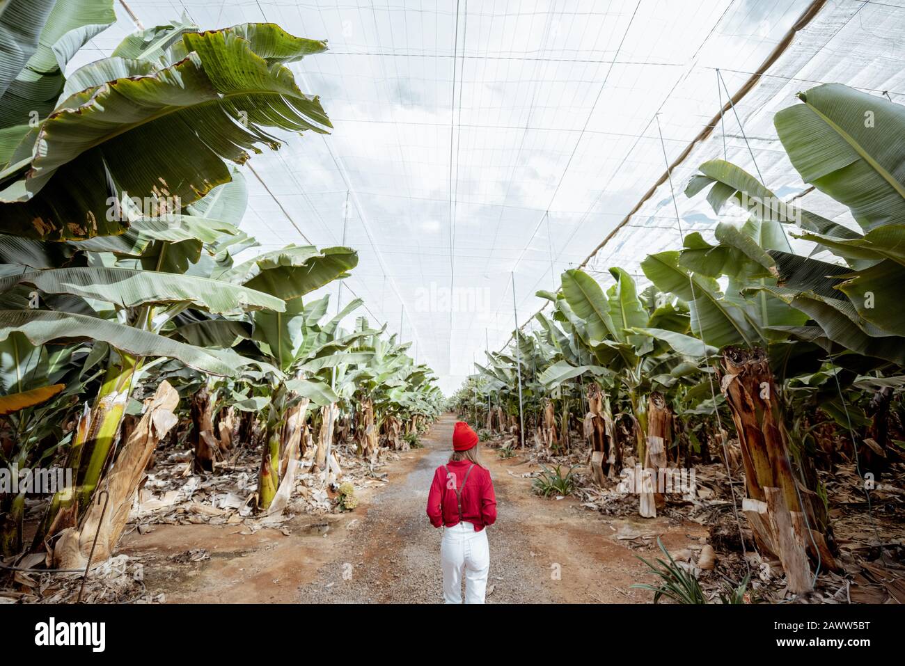 Woman as a tourist or farmer dressed casually in red and white walking ...