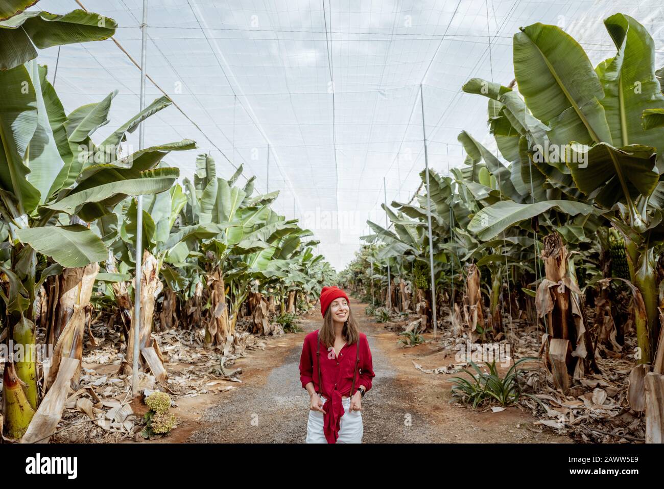 Walking Banana High Resolution Stock Photography and Images - Alamy