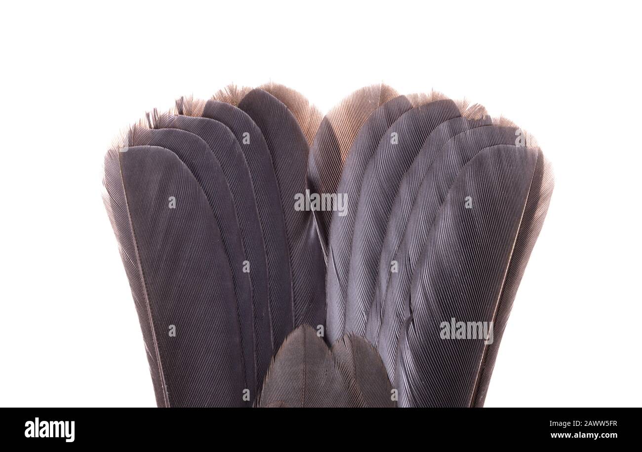 Tail of a dead blackbird isolated on a white background Stock Photo - Alamy