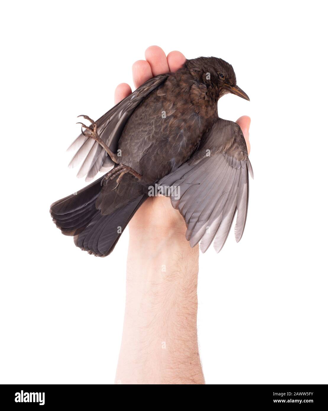 Adult holding a dead blackbird isolated on a white background Stock ...