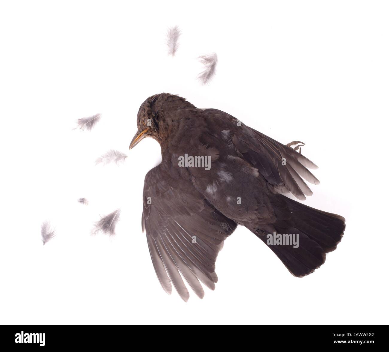 Dead blackbird isolated on a white background Stock Photo - Alamy