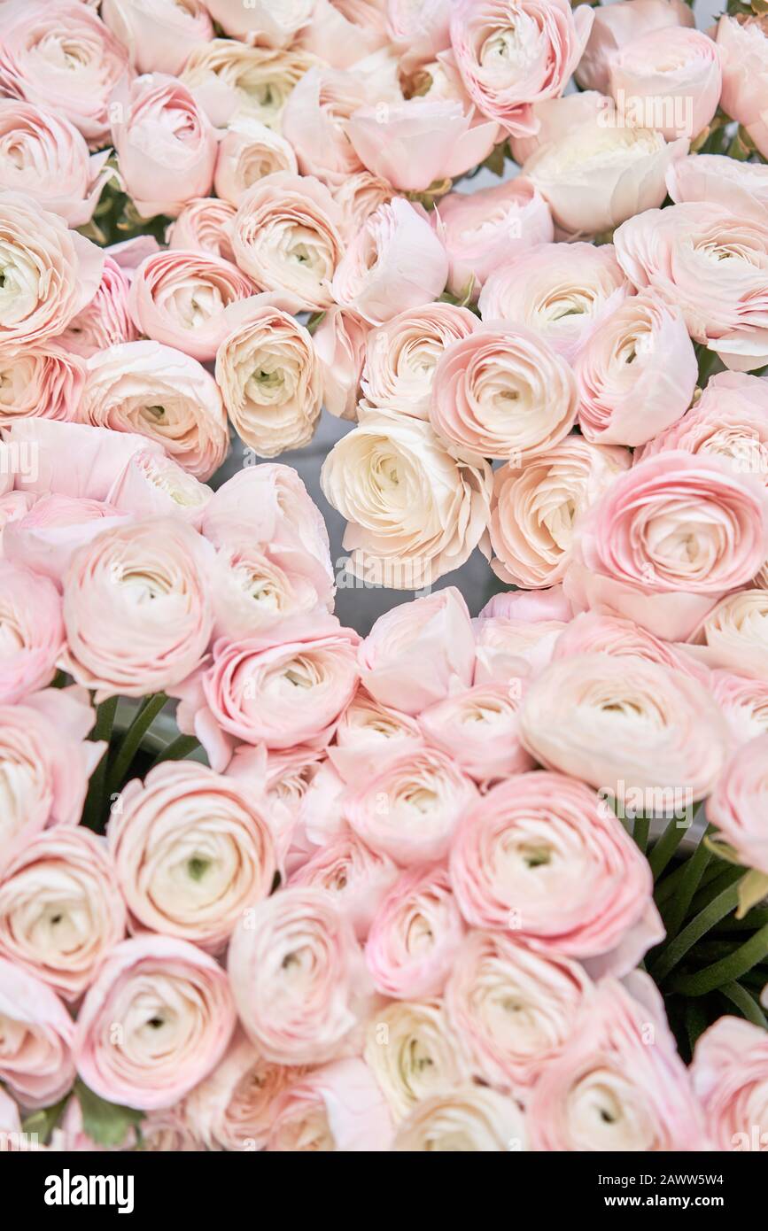 Pink Ranunculus Wallpaper