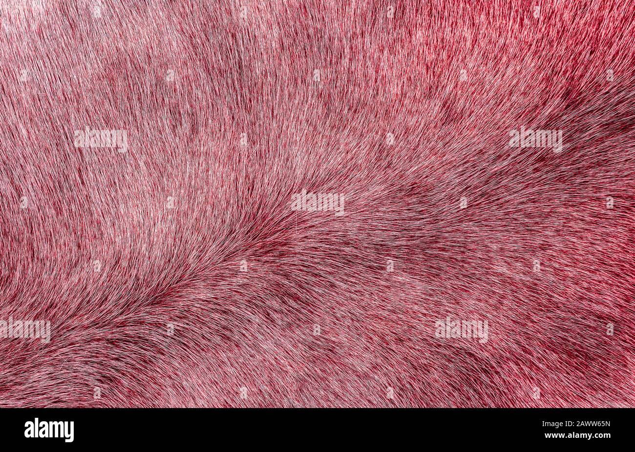 Red texture deer background. Animal fur Stock Photo - Alamy