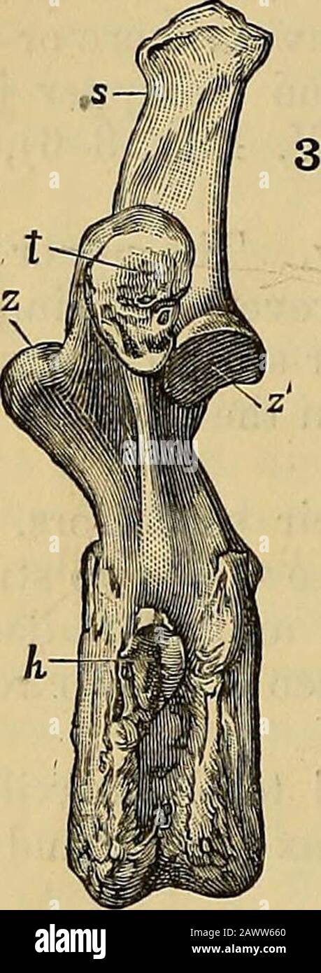 Anterior arch of atlas hi-res stock photography and images - Alamy