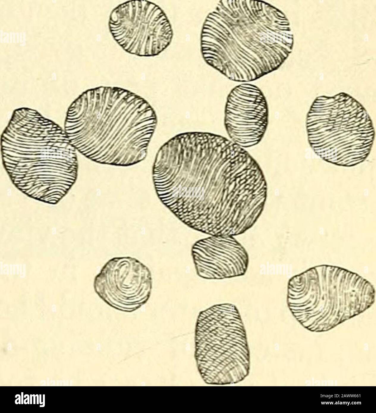 Pear stone cells hi-res stock photography and images - Alamy