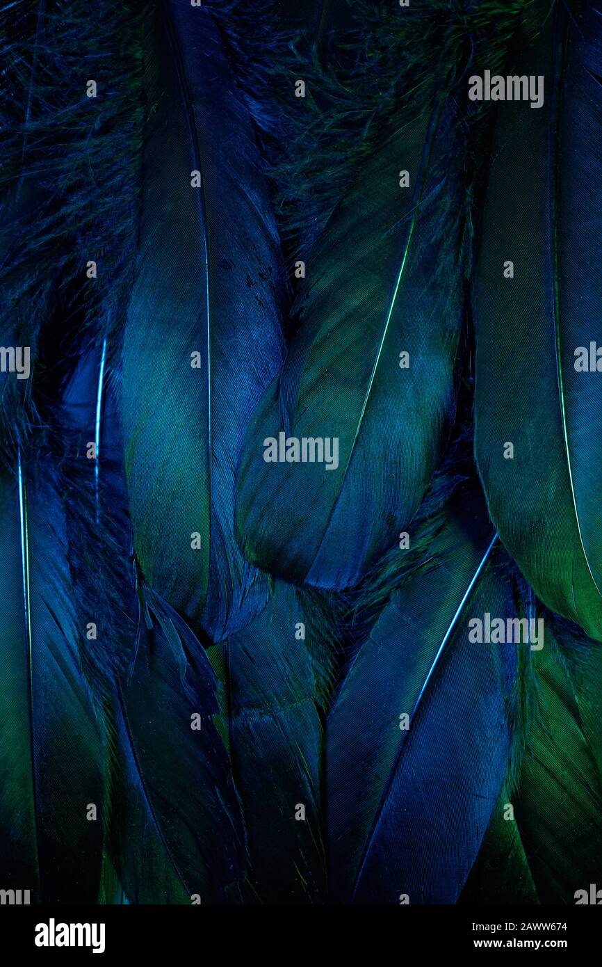 Neon glowing feathers of a bird background. Flat lay Stock Photo - Alamy