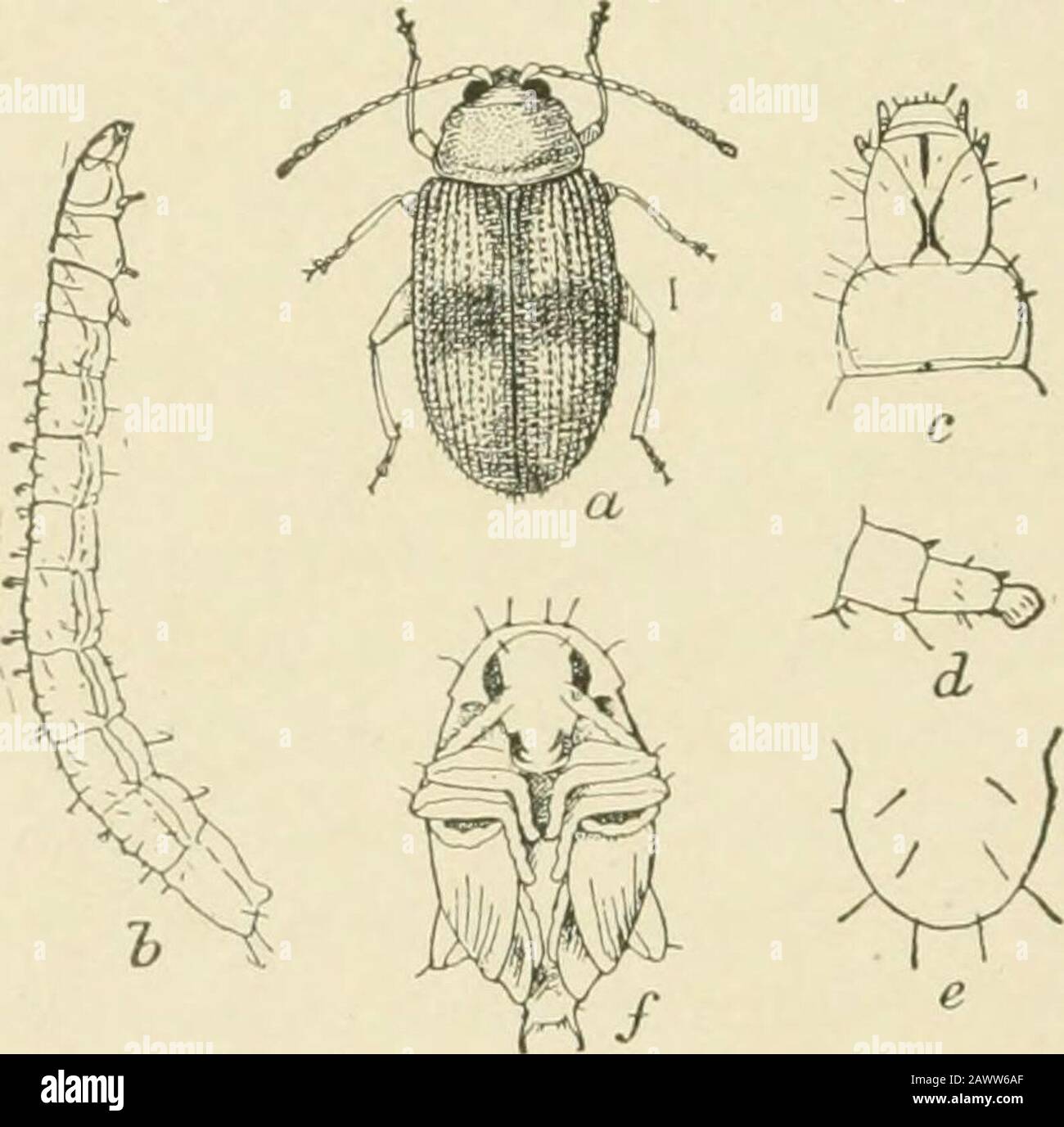 Important pests hi-res stock photography and images - Alamy
