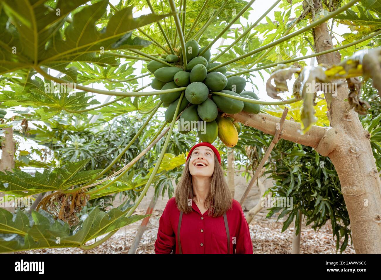 Portrait of a cheerful young woman standing under papaya tree with a ...