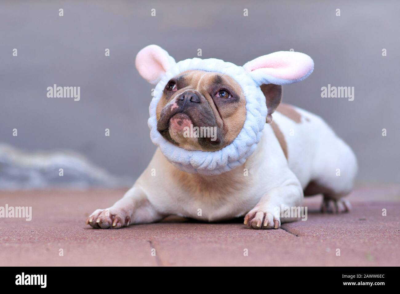 French Bulldog dressed up as easter bunny wearing a fluffy light blue ...