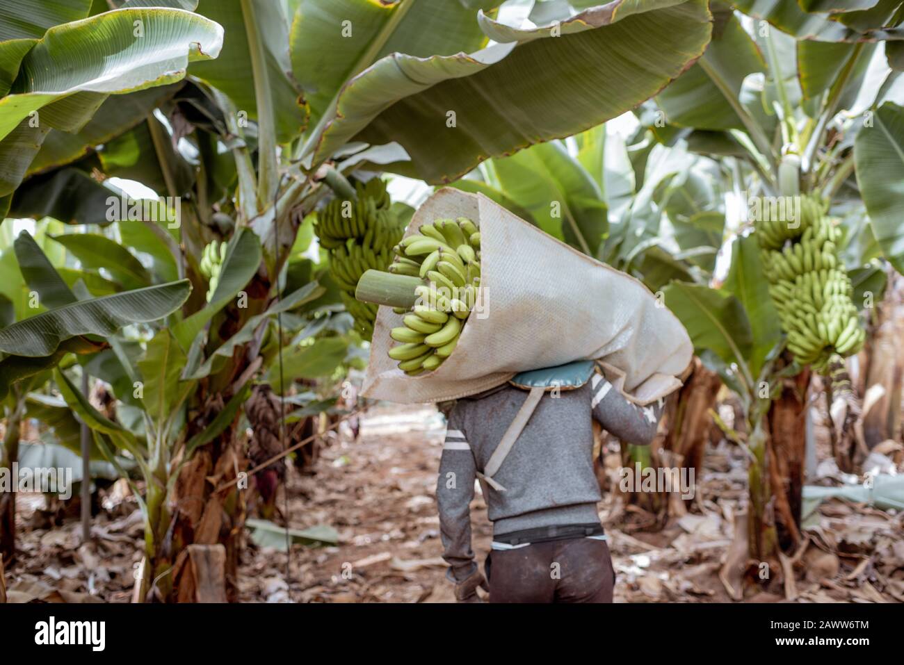 Workers delivering cutted banana bunches wrapped in protective film to ...