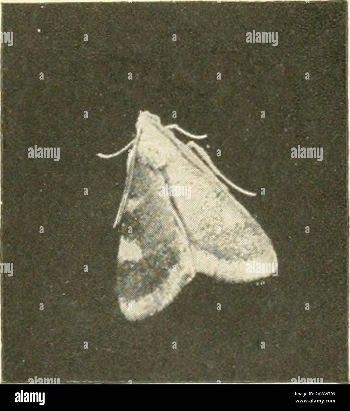 Clover hay moth hypsopygia costalis hi-res stock photography and images ...