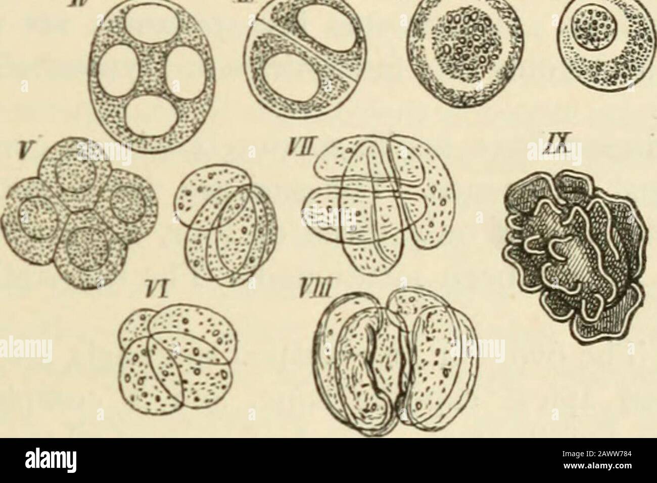 Text-book of botany, morphological and physiological . other-cells of ...