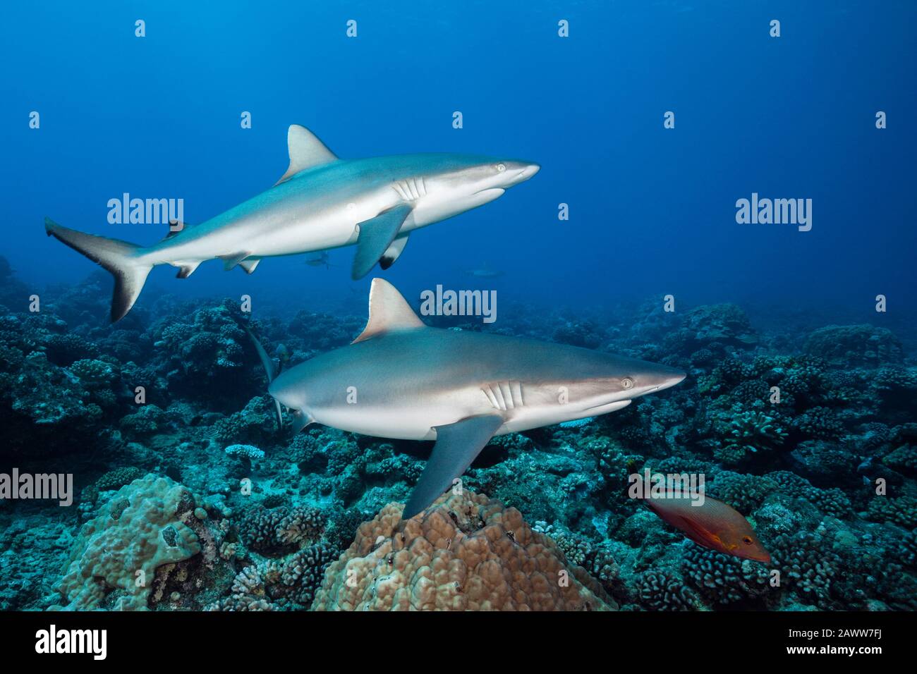 Grey reef shark polynesia hi-res stock photography and images - Alamy
