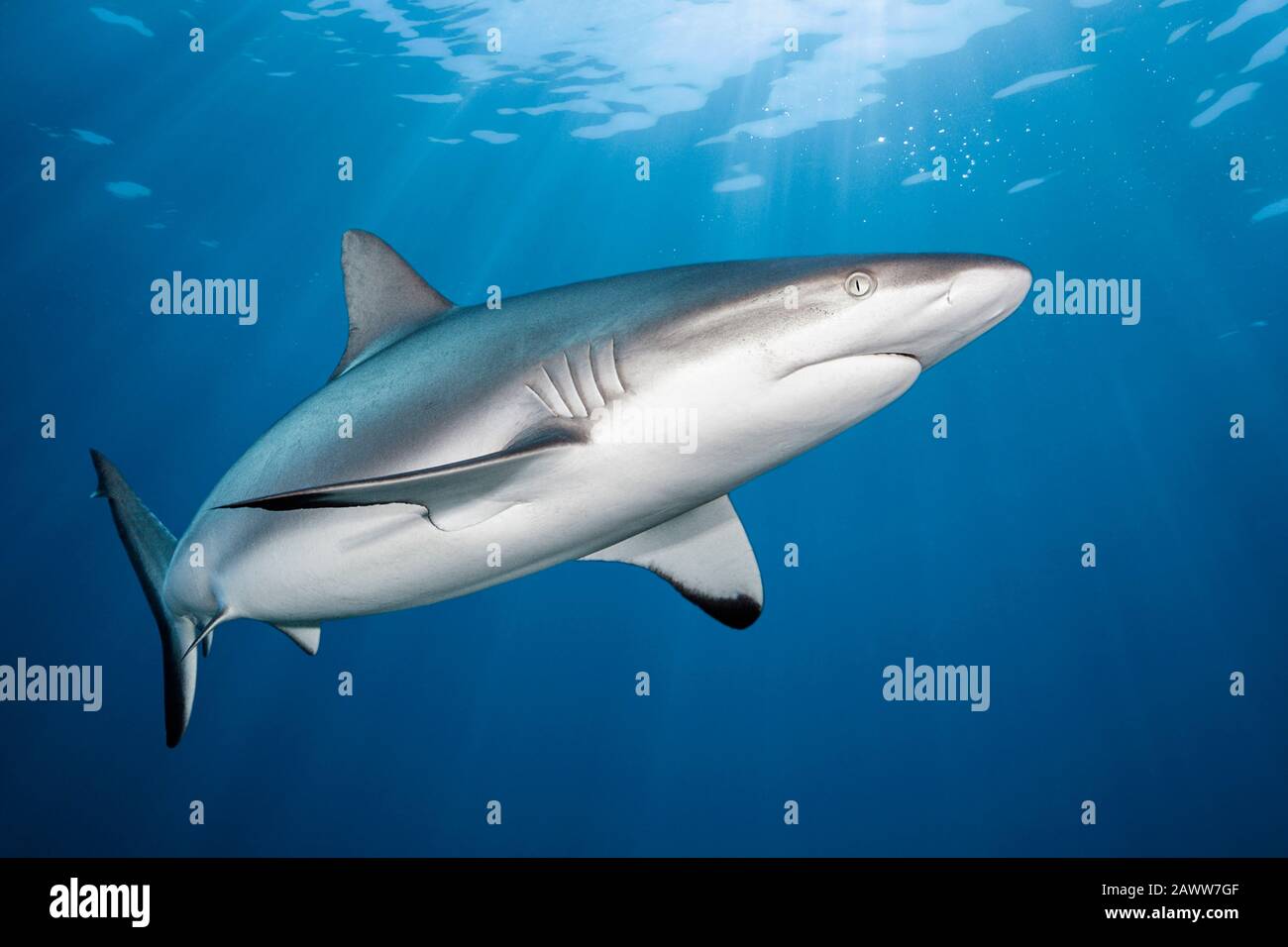 Grey Reef Shark, Carcharhinus amblyrhynchos, Tahiti, French Polynesia ...