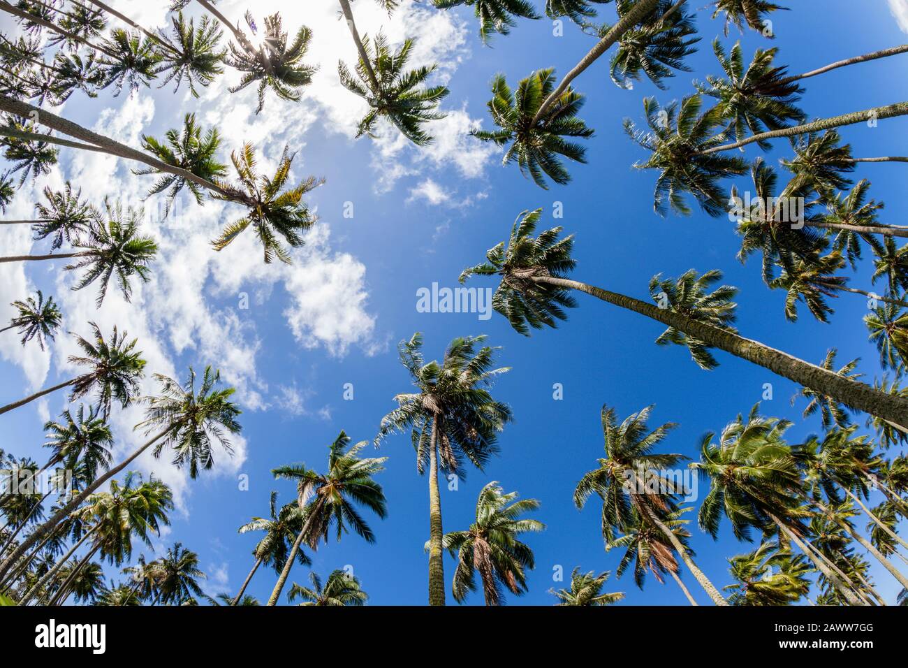 Palm Trees at the South Coast of Tahiti, Tahiti, French Polynesia Stock ...
