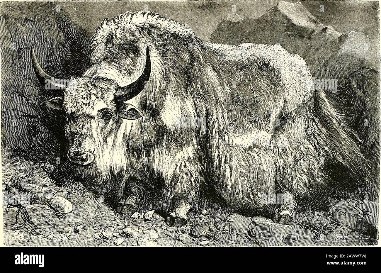 All about animalsFacts, stories and anecdotes . WOLVES PURSUING A YAK ...