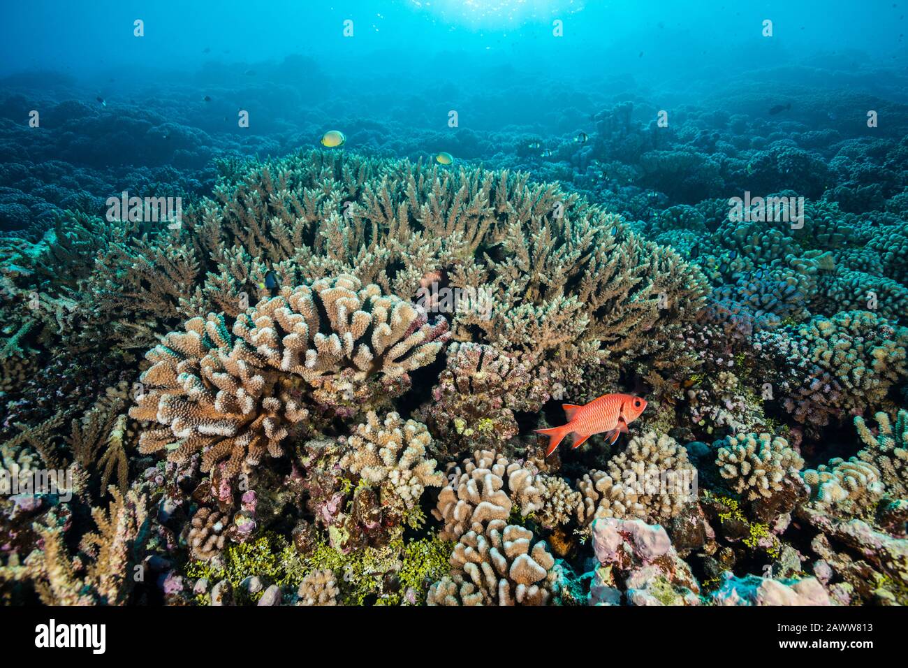 Pristine Hard Coral Reef, Fakarava, Tuamotu Archipel, French Polynesia ...