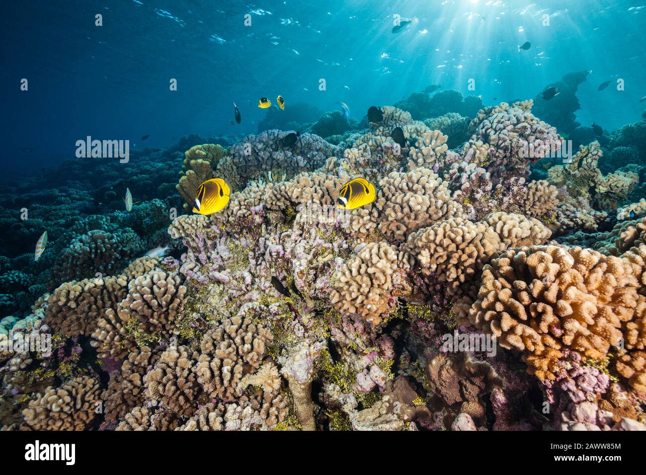 Pristine Hard Coral Reef, Fakarava, Tuamotu Archipel, French Polynesia ...