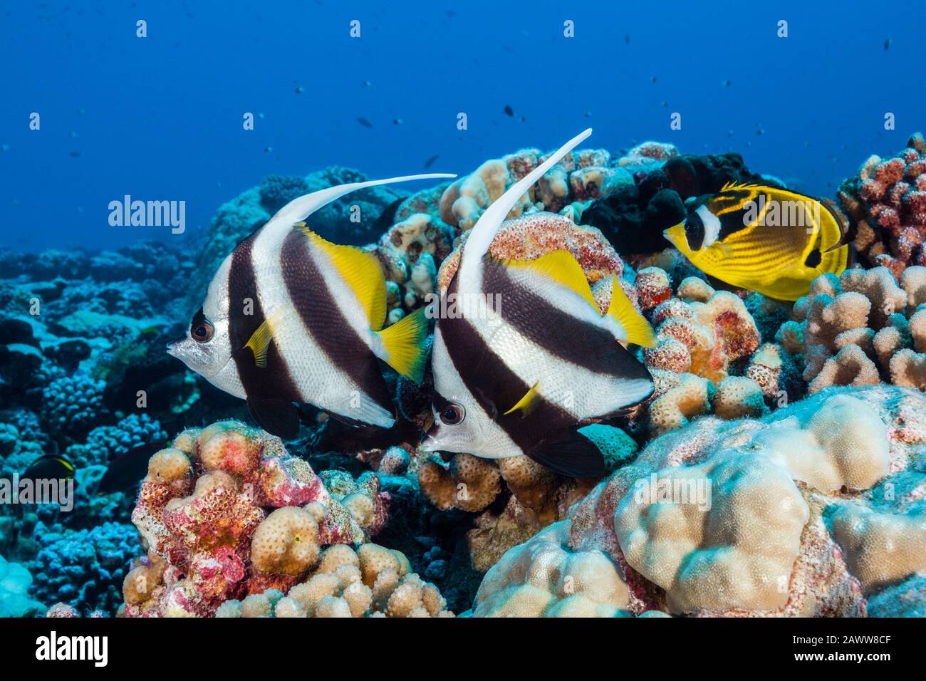 Longfin Bannerfishes in Coral Reef, Heniochus acuminatus, Fakarava ...