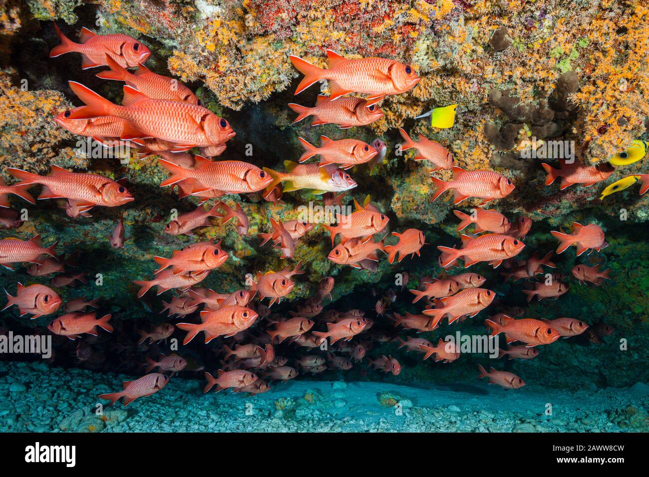 Shoal of Blotcheye Soldierfish, Myripristis berndti, Ahe, Tuamotu ...