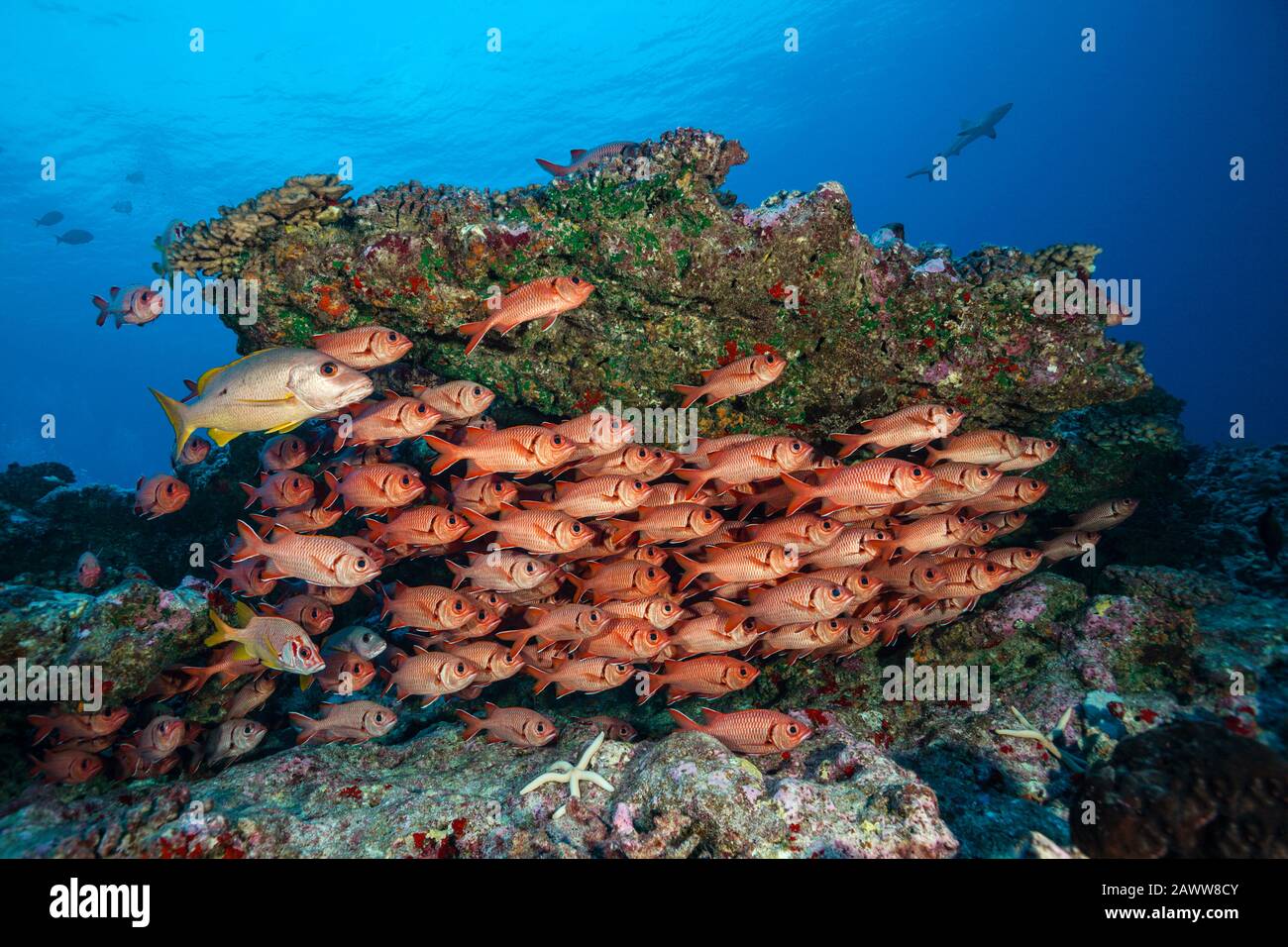 Soldierfish High Resolution Stock Photography and Images - Alamy