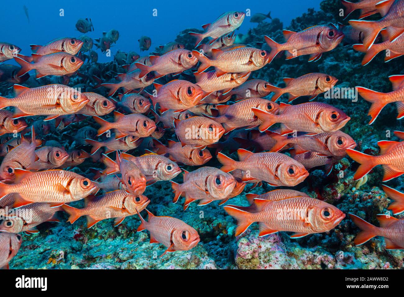 Shoal of Blotcheye Soldierfish, Myripristis berndti, Fakarava, Tuamotu ...