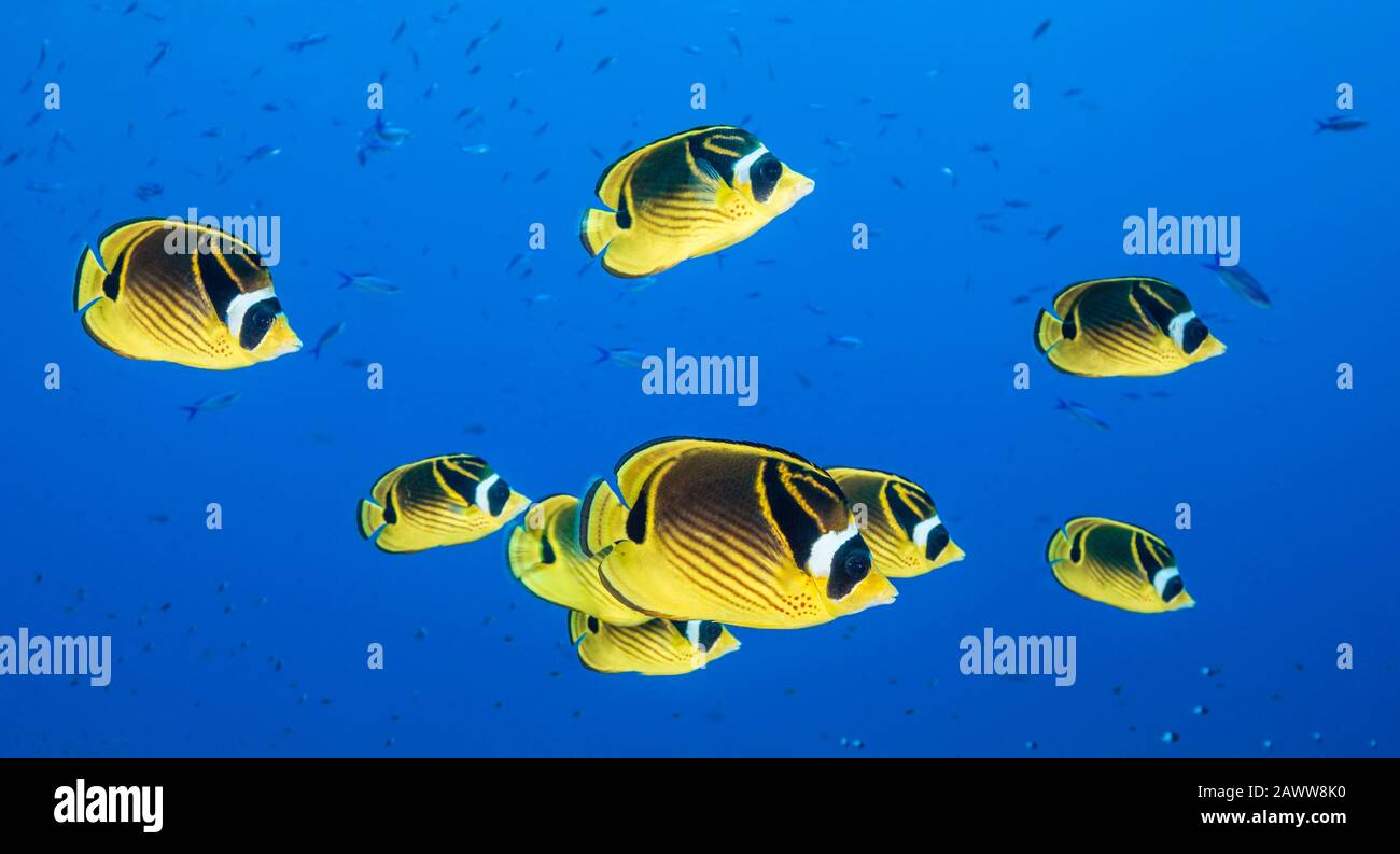 Fish Underwater Tuamotu Butterfly French Polynesia's Tuamotu