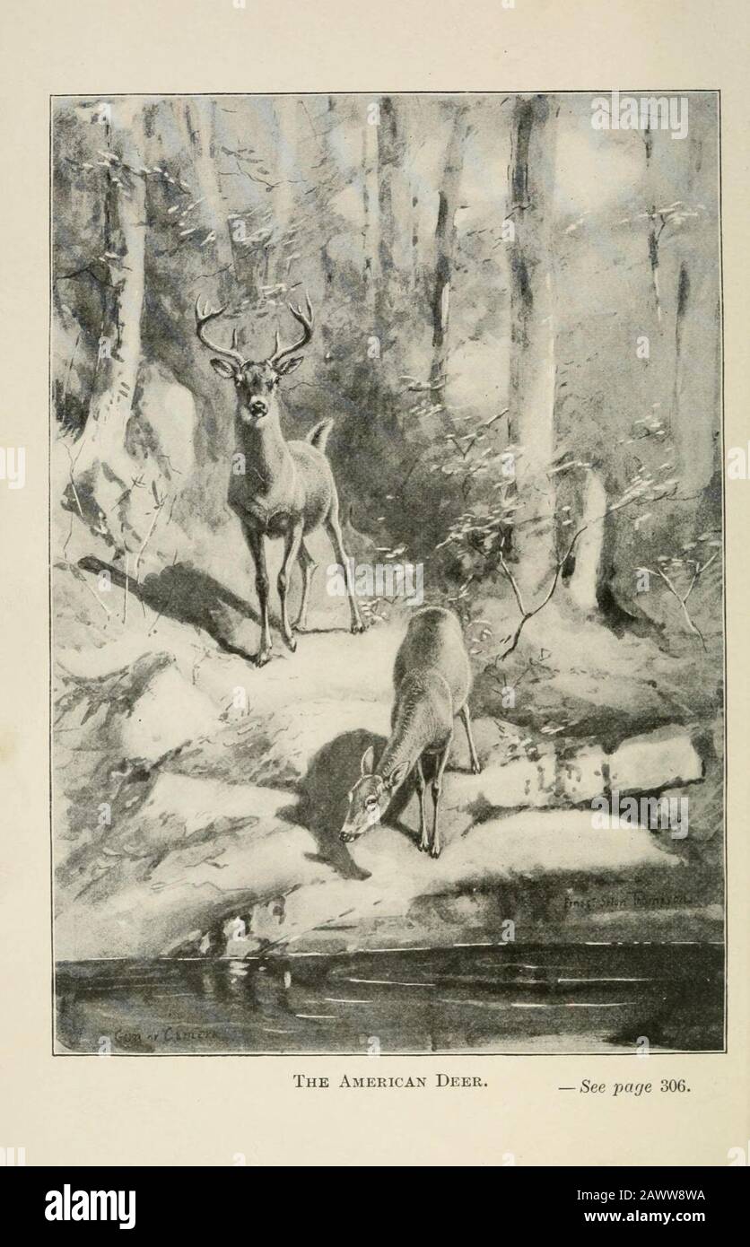 Four-footed Americans and their kin (Plate 1 Stock Photo - Alamy