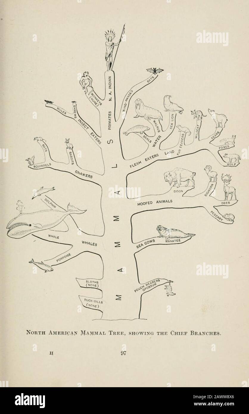 Four footed hi-res stock photography and images - Alamy