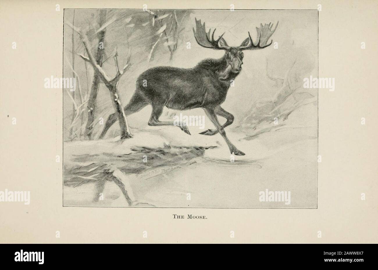 Four-footed Americans and their kin (Plate 25 Stock Photo - Alamy