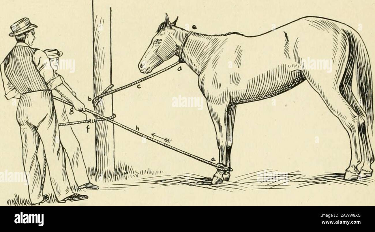 Restraint of domestic animals; a book for the use of students and ...