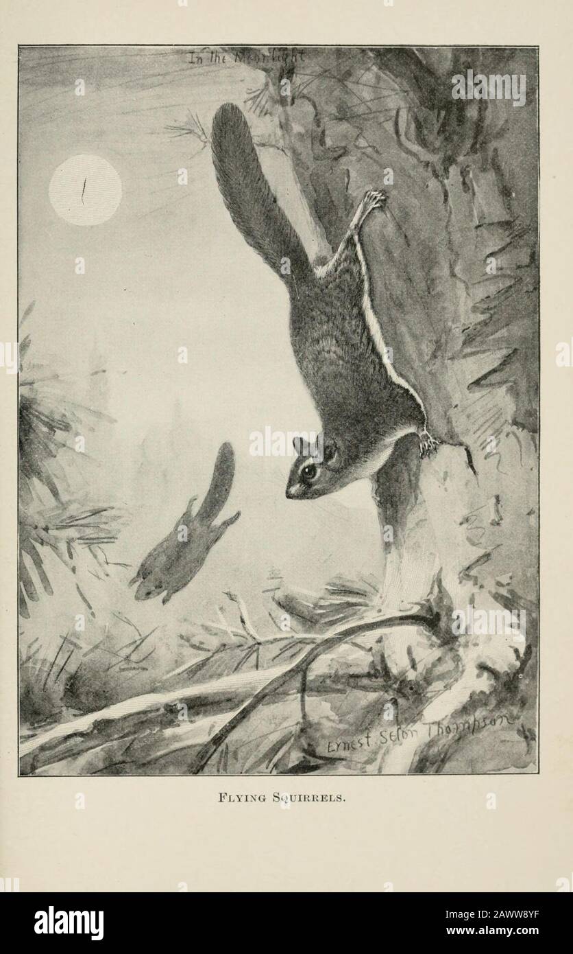 Four-footed Americans and their kin (Plate 27 Stock Photo - Alamy