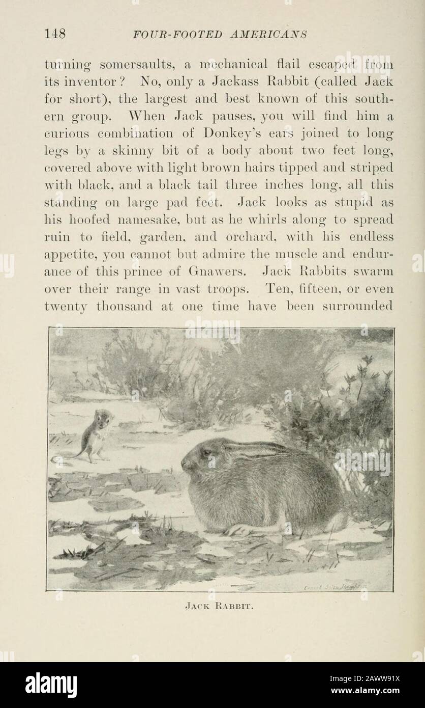 Four-footed Americans and their kin Stock Photo - Alamy