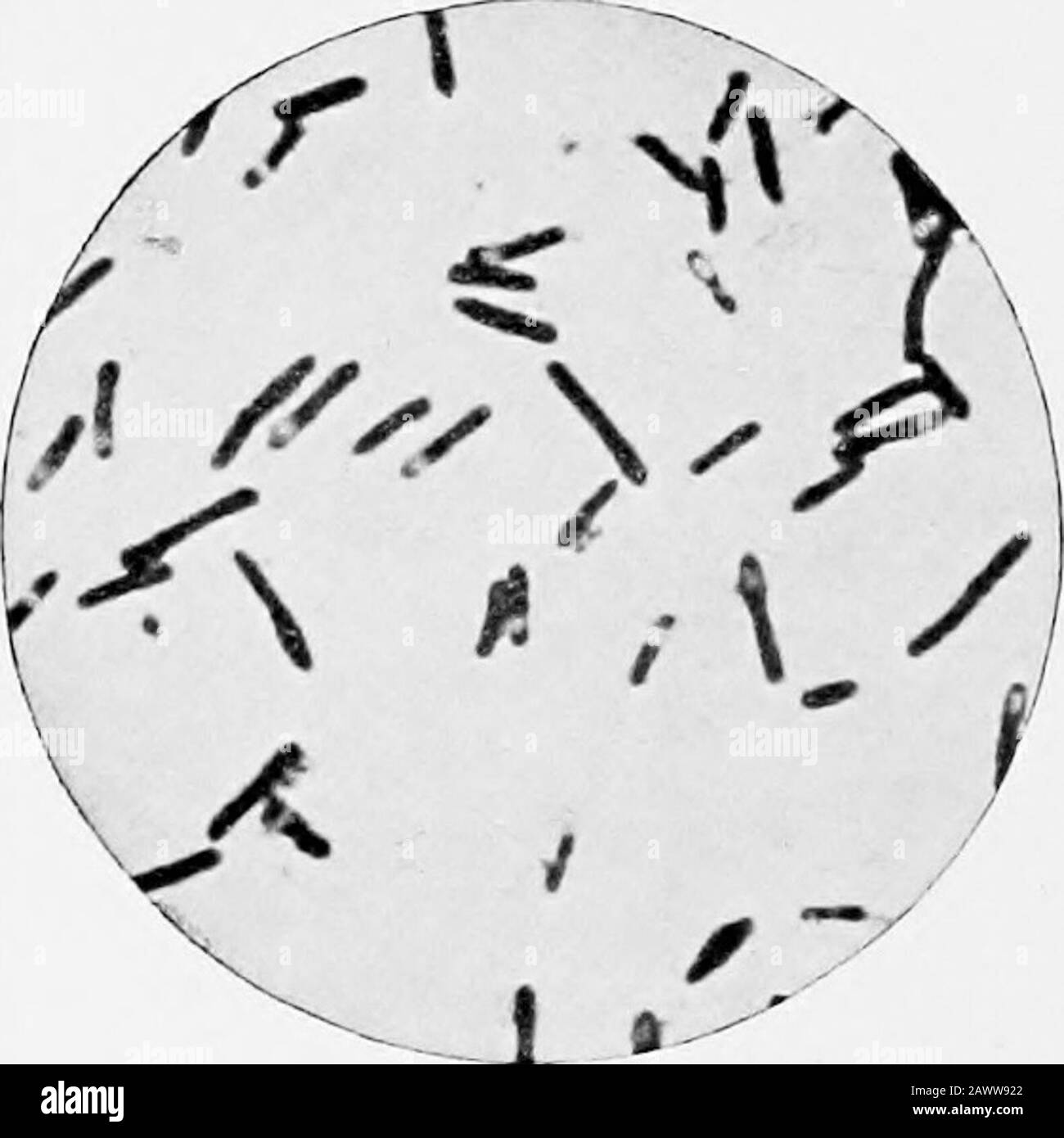 Essentials of bacteriology; being a concise and systematic introduction ...