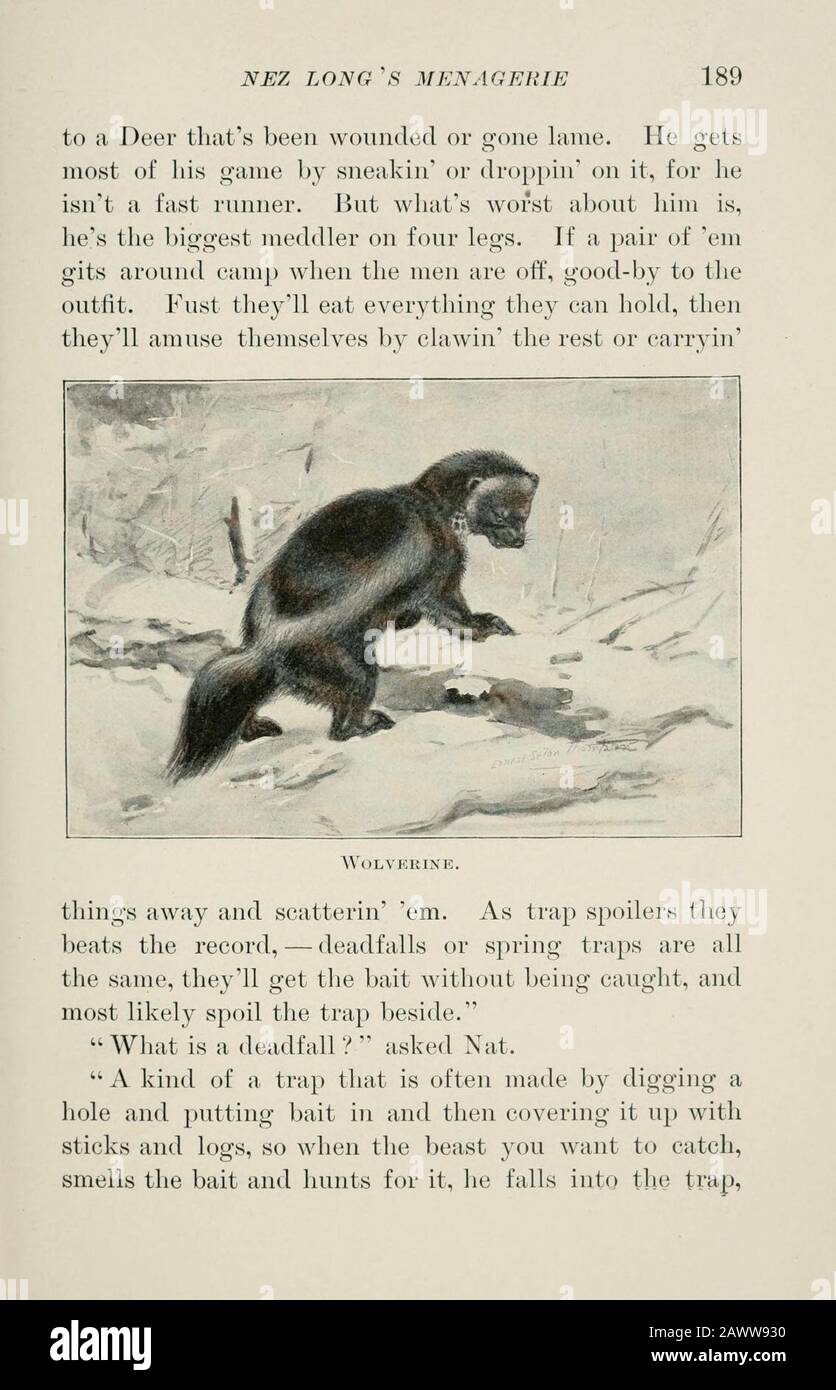 Four-footed Americans and their kin Stock Photo - Alamy