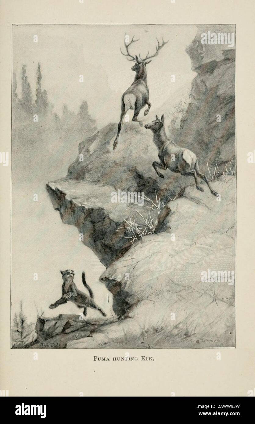 Four-footed Americans and their kin (Plate 17 Stock Photo - Alamy
