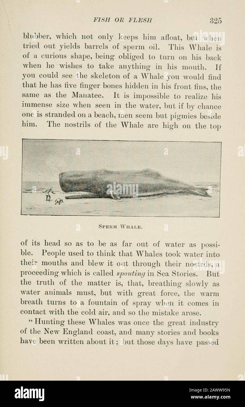 Four-footed Americans and their kin Stock Photo - Alamy