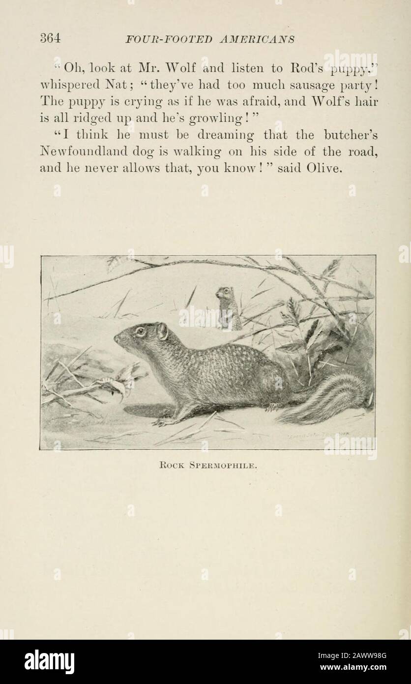 Four-footed Americans and their kin Stock Photo - Alamy