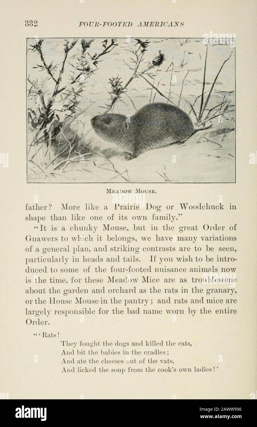 Four-footed Americans and their kin Stock Photo - Alamy