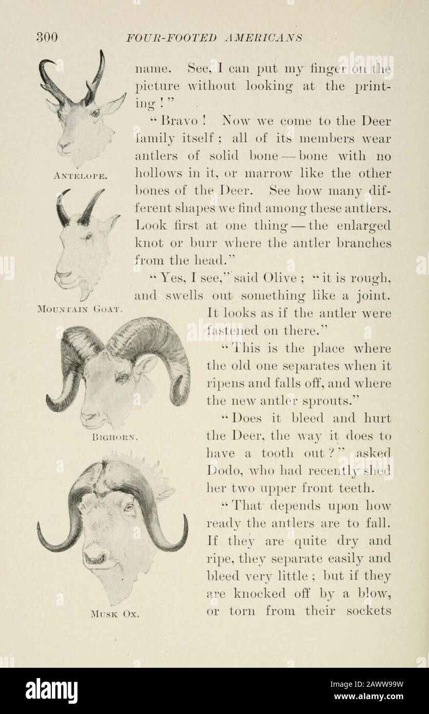 Four-footed Americans and their kin Stock Photo - Alamy