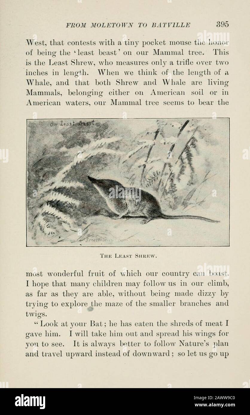 Four-footed Americans and their kin Stock Photo - Alamy