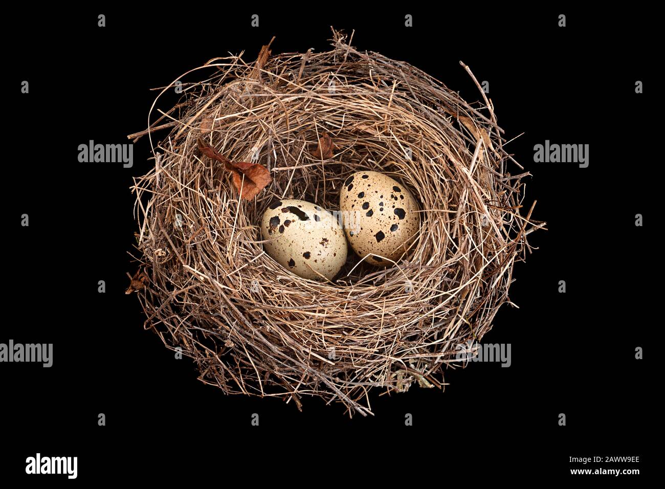 Birds nest with eggs isolated on black background Stock Photo - Alamy