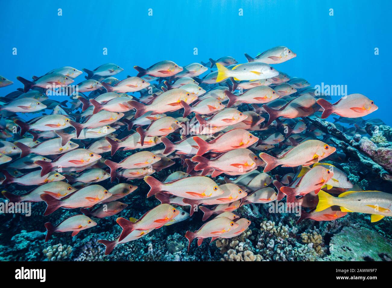 Shoal of Humpback Snapper, Lutjanus gibbus, Fakarava, Tuamotu Archipel ...