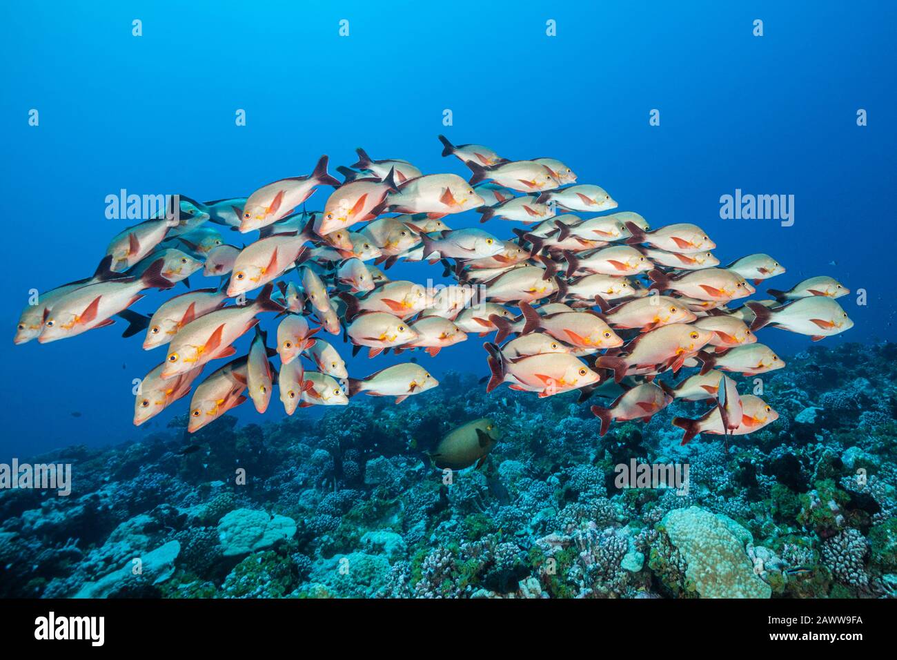 Shoal of Humpback Snapper, Lutjanus gibbus, Fakarava, Tuamotu Archipel ...