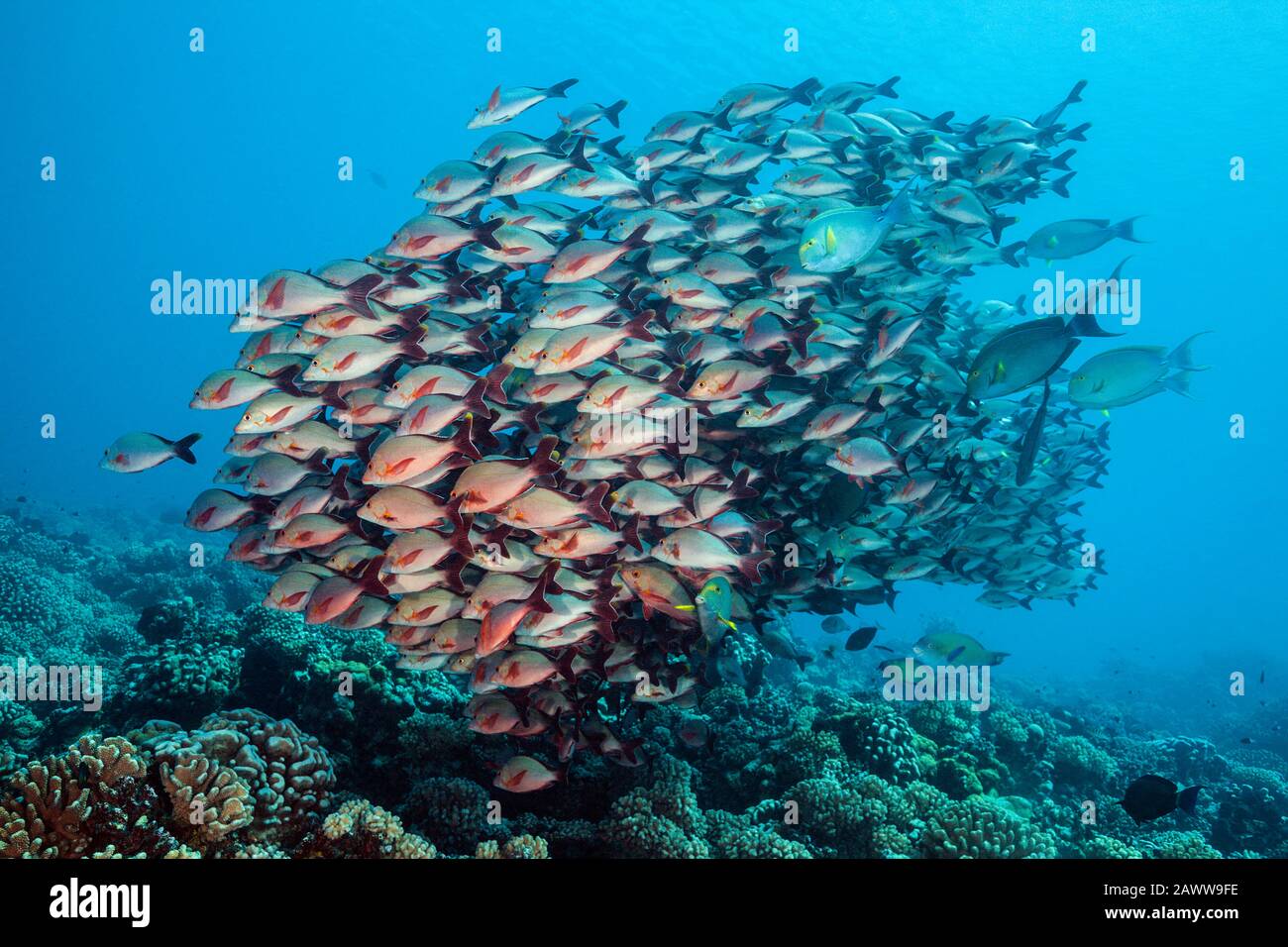 Shoal of Humpback Snapper, Lutjanus gibbus, Fakarava, Tuamotu Archipel ...