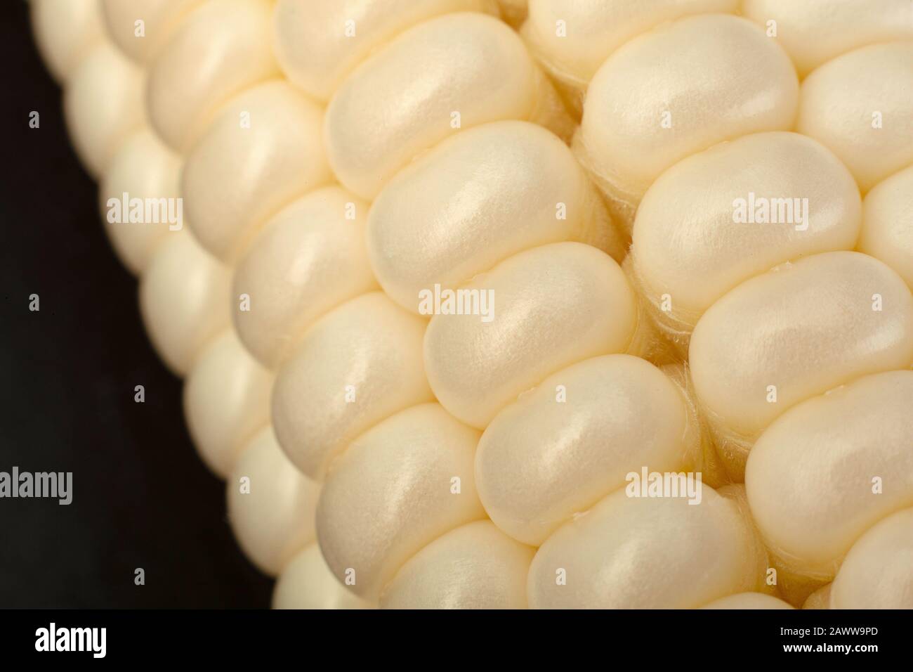 White Sweet corn vegatable closeup corn seeds background Stock Photo ...